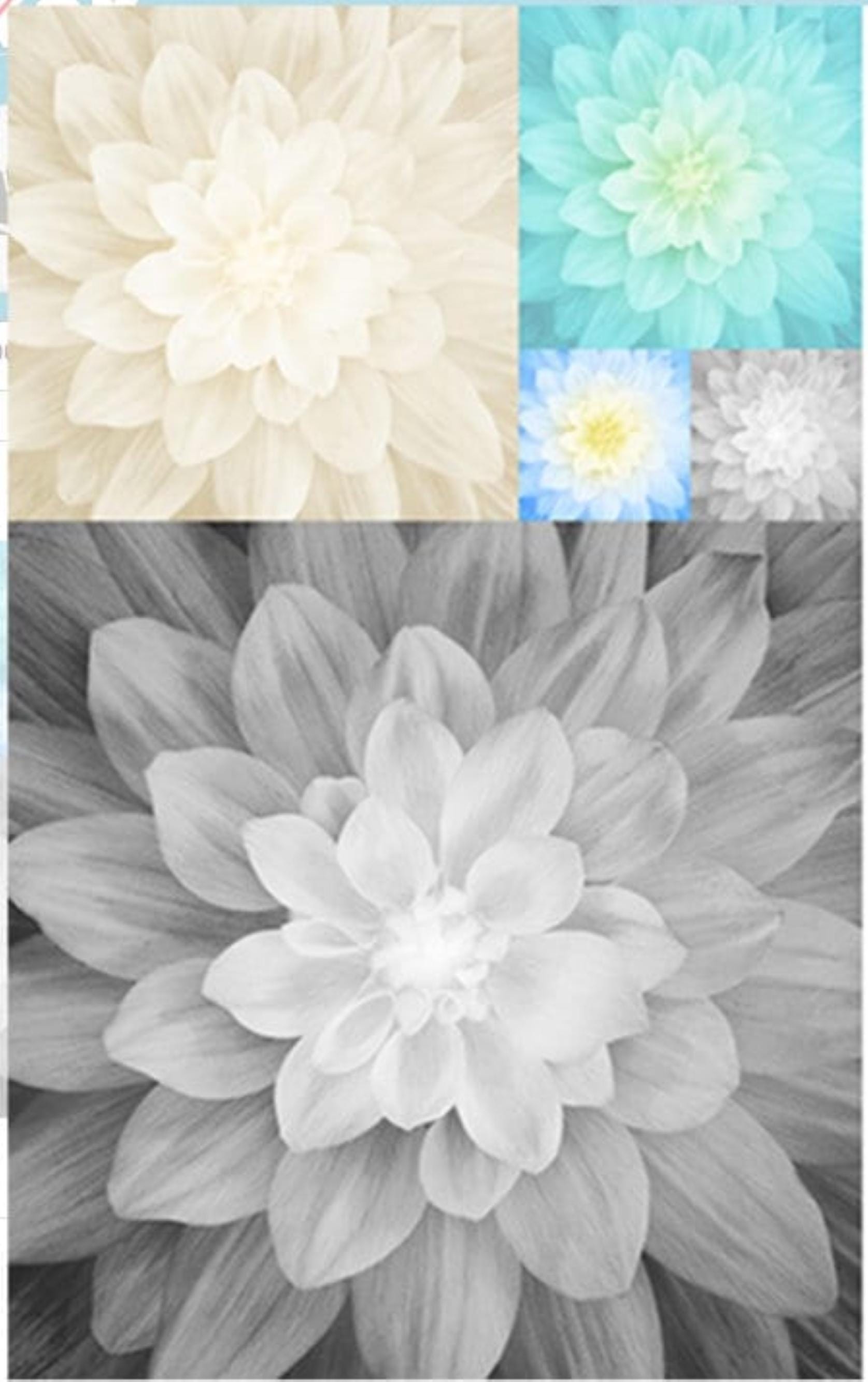 Hoffman Onyx Kablooms Fabric Panel / Onyx Flower Quilt Panel / by ...