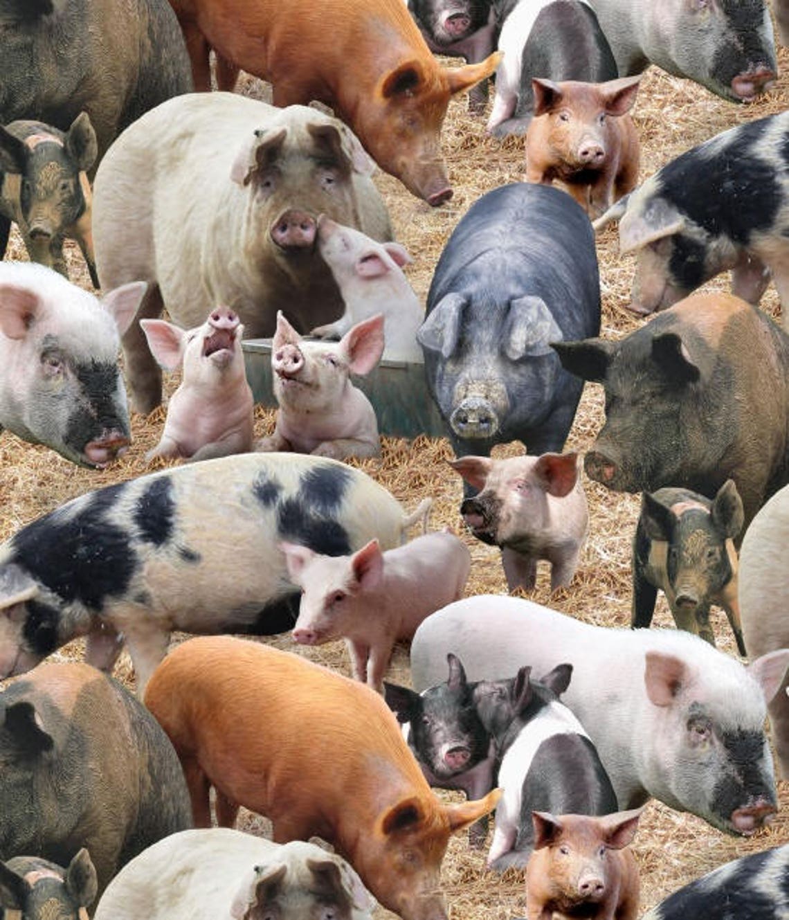 Pig Farm Animals Fabric / Pig Fabric by the Yard From - Etsy