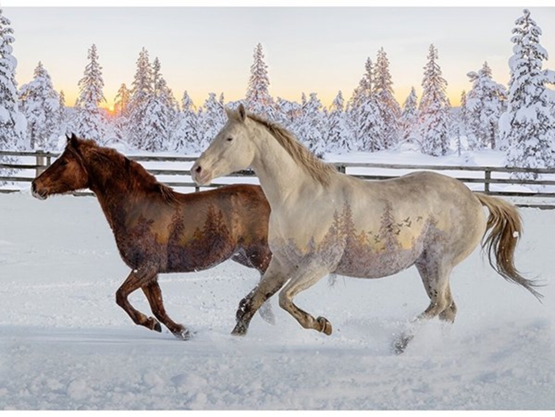 Running Horses at Sunset Fabric Panel / Hoffman Call of the Wild Rusty ...