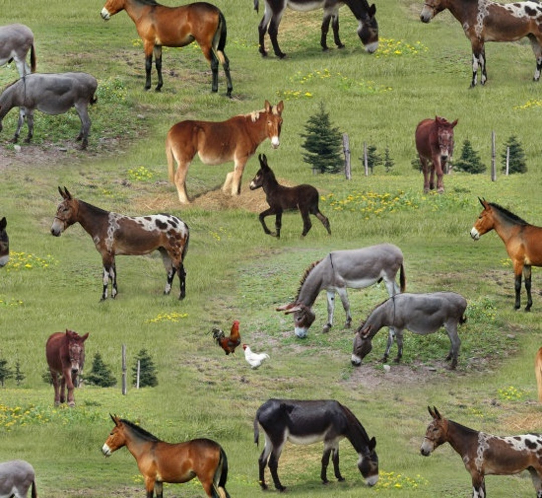 Donkey Fabric by the Yard / Farm Animal Fabric / Donkey Fabric ...