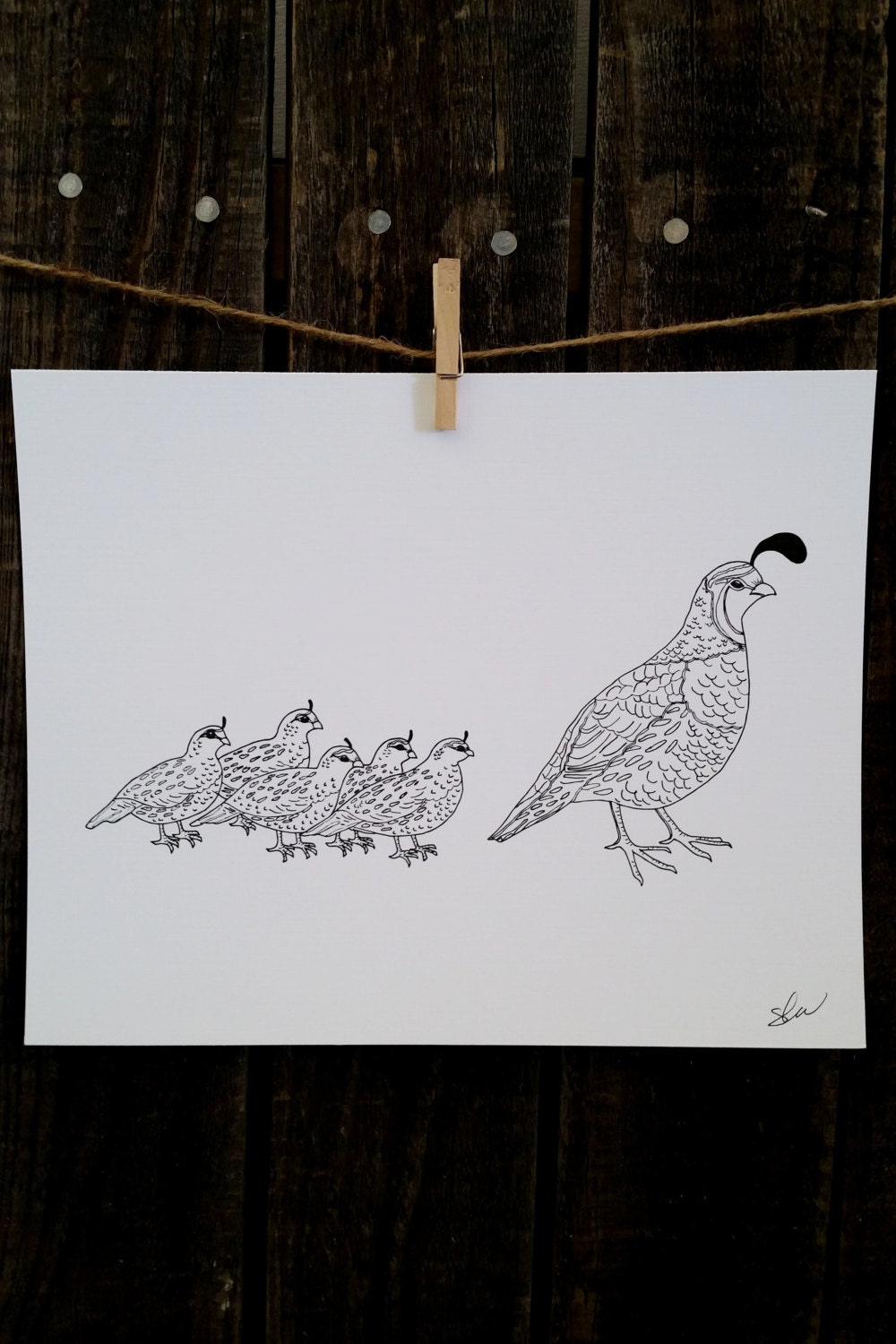 Quail Drawing, Reproduction From Original Ink Drawing - Etsy