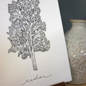 Cedar Tree Line Drawing, Reproduction From Original Ink Drawing - Etsy