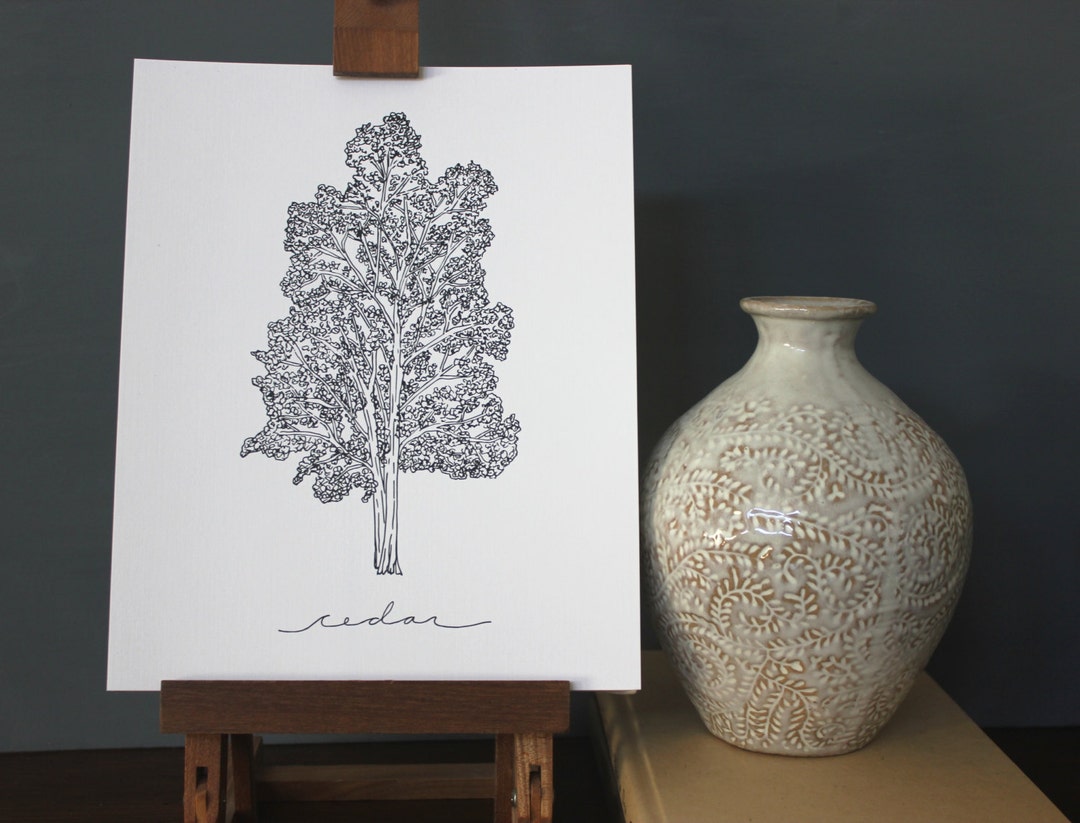 Cedar Tree Line Drawing, Reproduction From Original Ink Drawing - Etsy