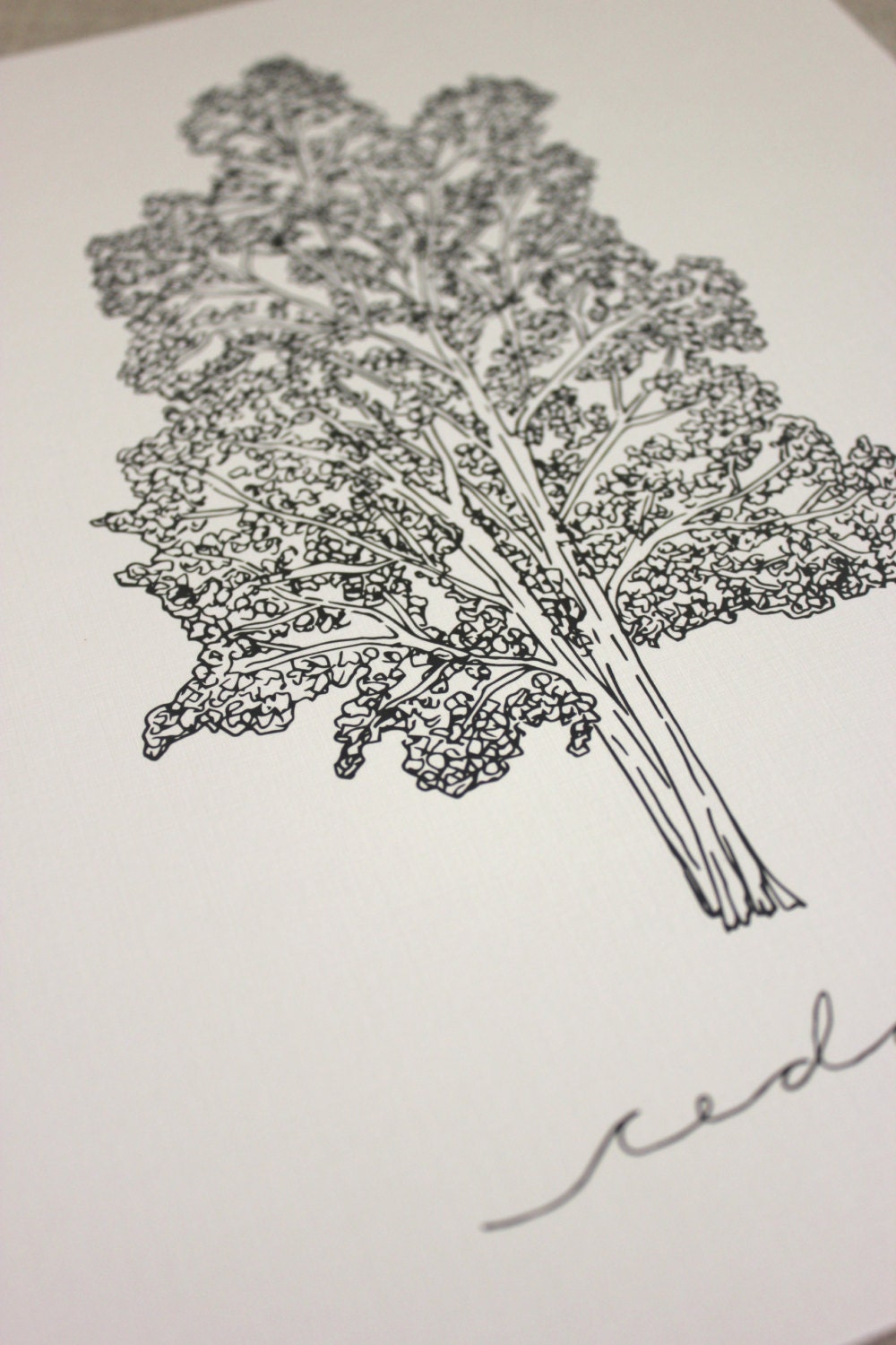 Cedar Tree Line Drawing Reproduction From Original Ink - Etsy