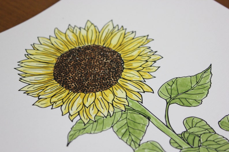 Set of 2, Sunflower + Butterfly Line Drawing - B&W, Color, Reproduction ...