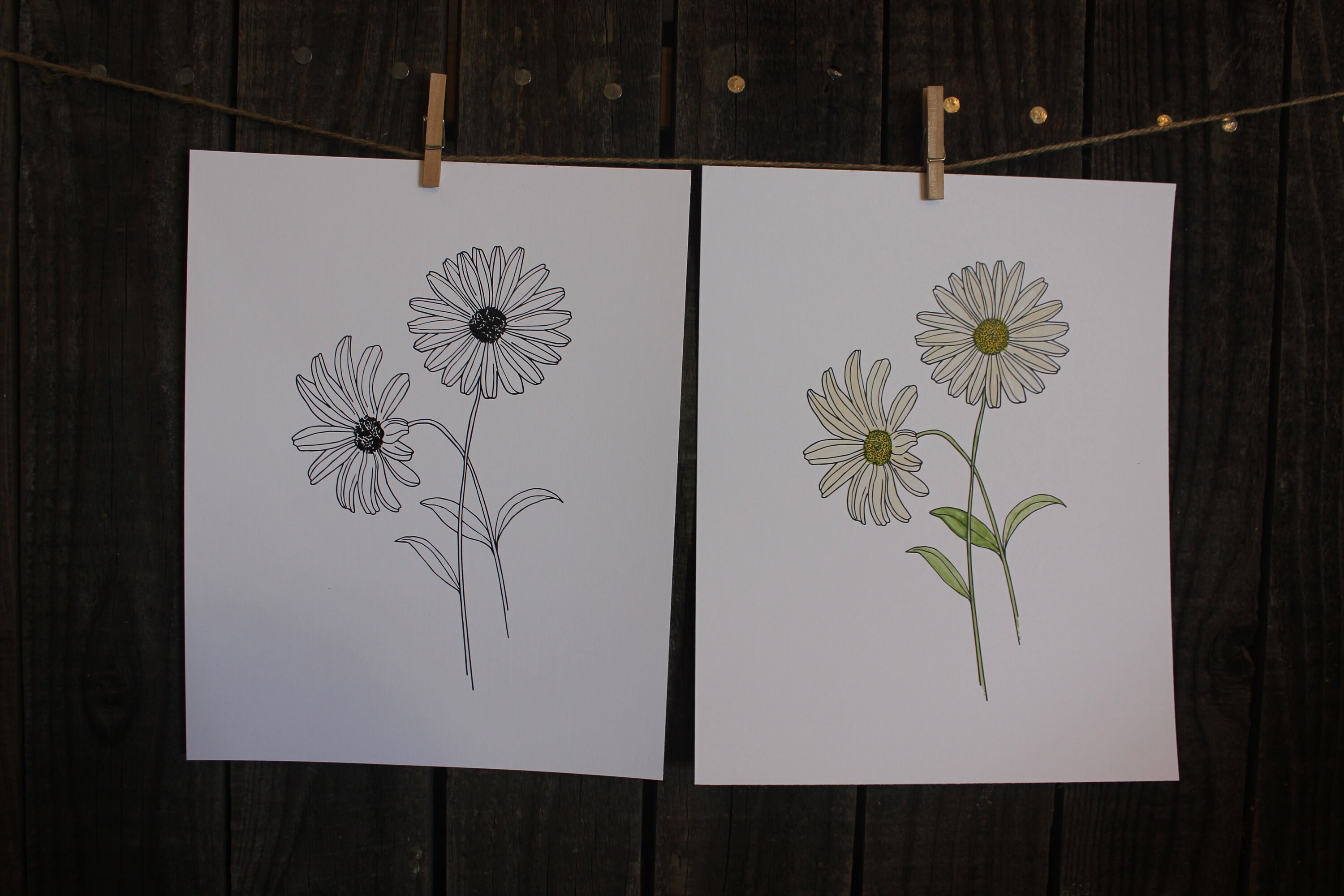 Set of 2, Daisy Peony Line Drawing, Reproduction From Original Ink ...