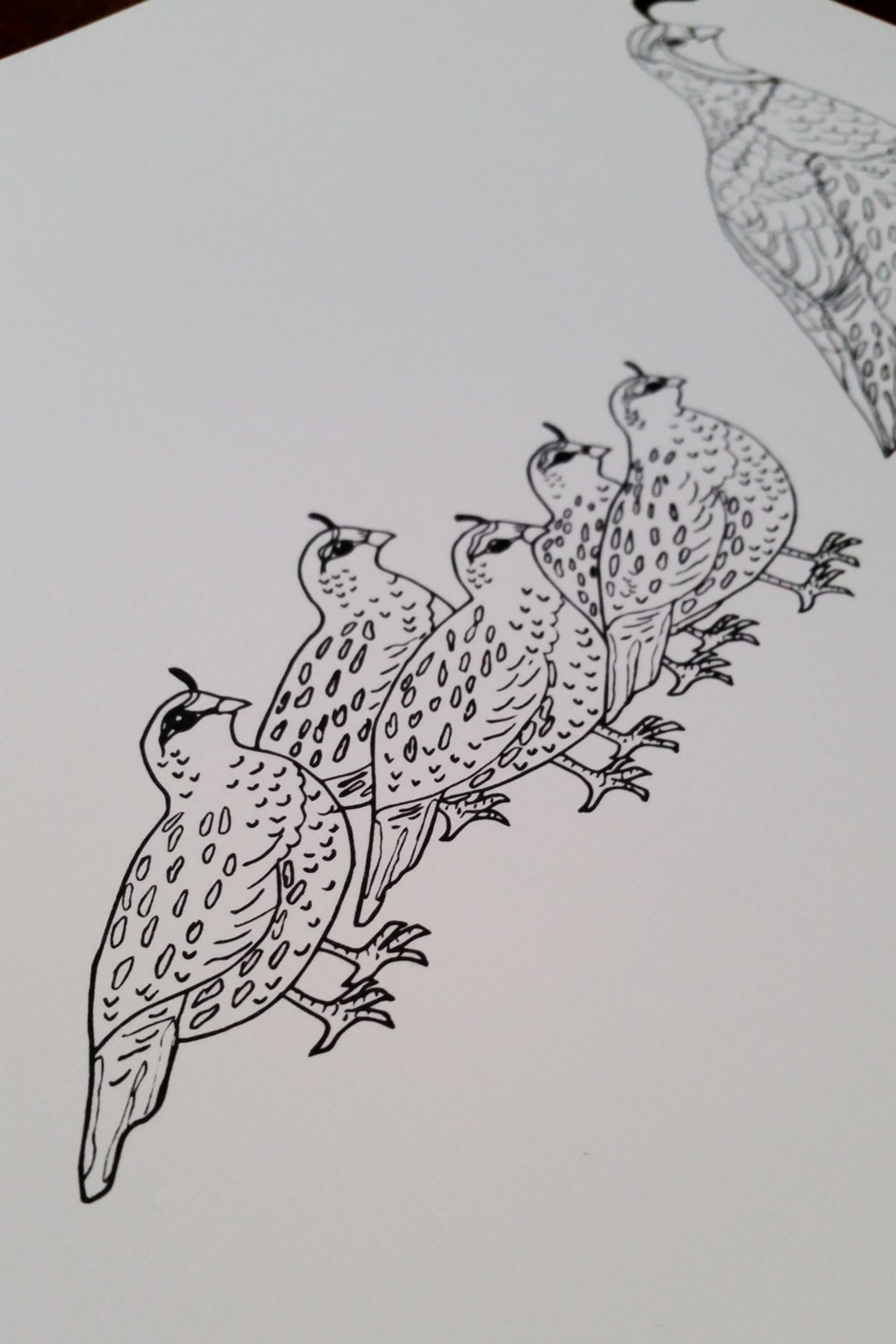 Quail With 5 Chicks Line Drawing, Reproduction From Original Ink ...