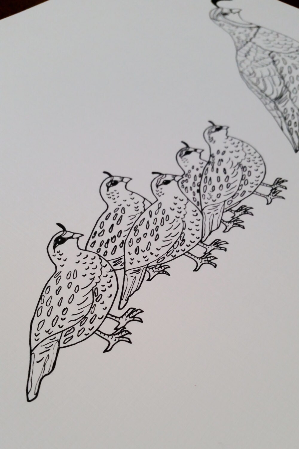 Quail With 5 Chicks Line Drawing, Reproduction From Original Ink ...