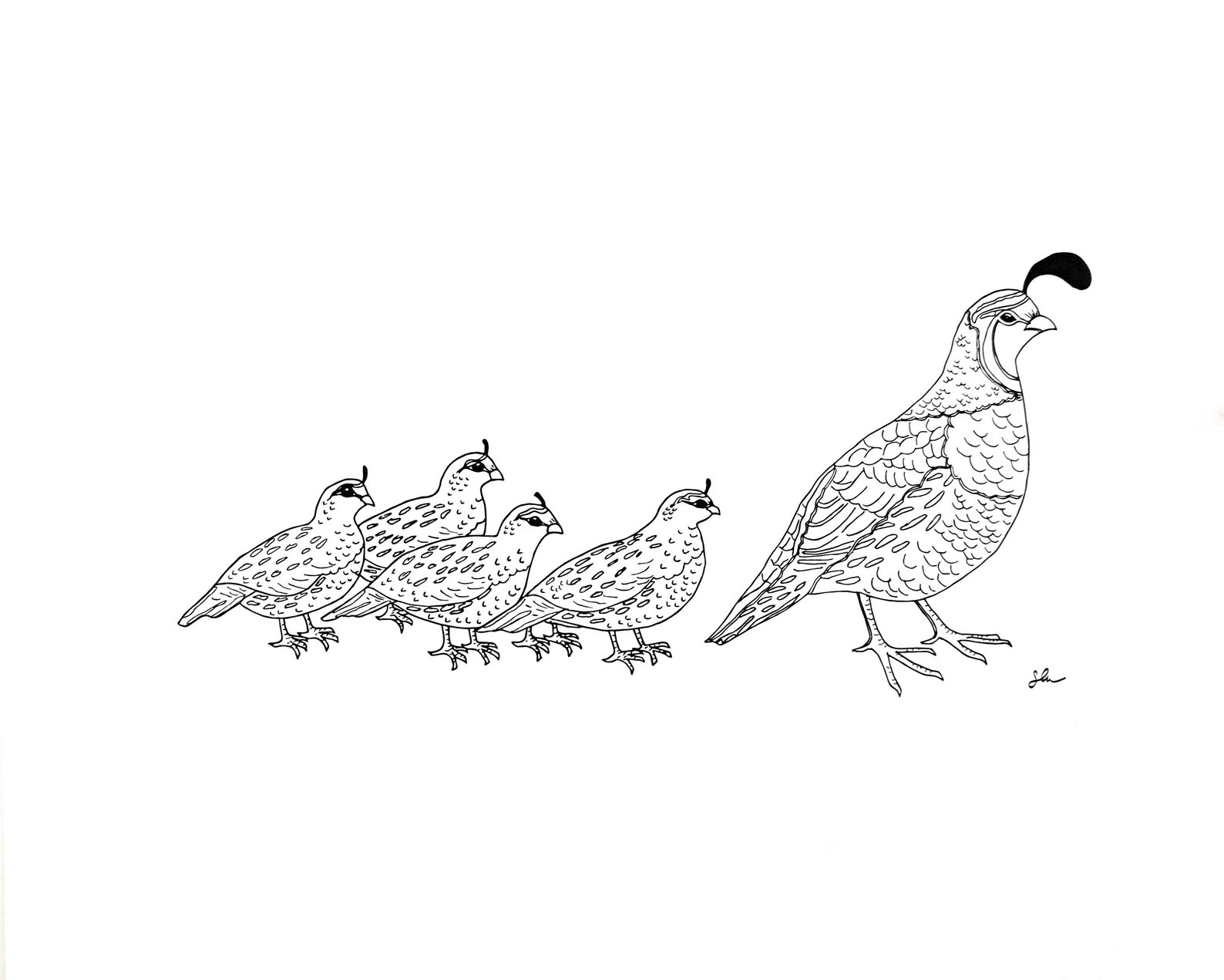 Quail With 4 Chicks Line Drawing, Reproduction From Original Ink ...