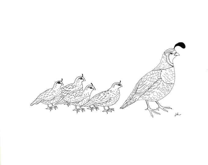 Quail With 4 Chicks Line Drawing Reproduction From Original - Etsy
