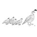 Quail With 4 Chicks Line Drawing, Reproduction From Original Ink ...