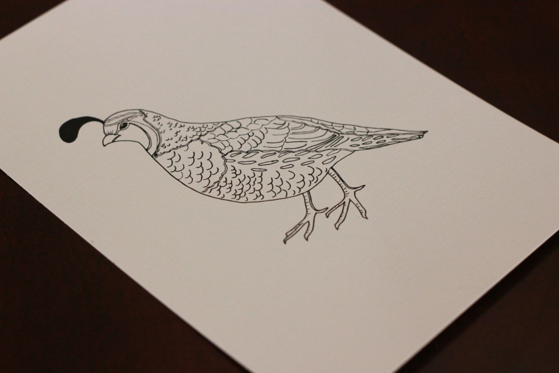 Quail Drawing, Reproduction From Original Ink Drawing - Etsy