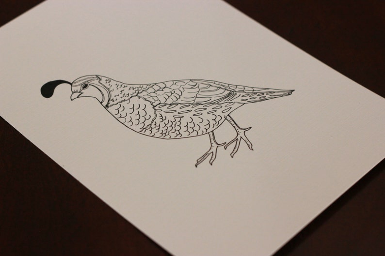 Quail Drawing, Reproduction From Original Ink Drawing - Etsy