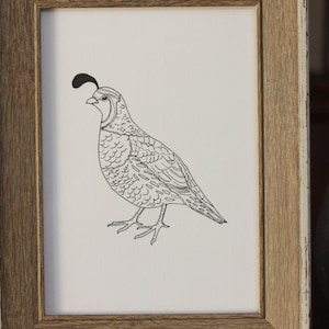 Quail Drawing, Reproduction From Original Ink Drawing - Etsy