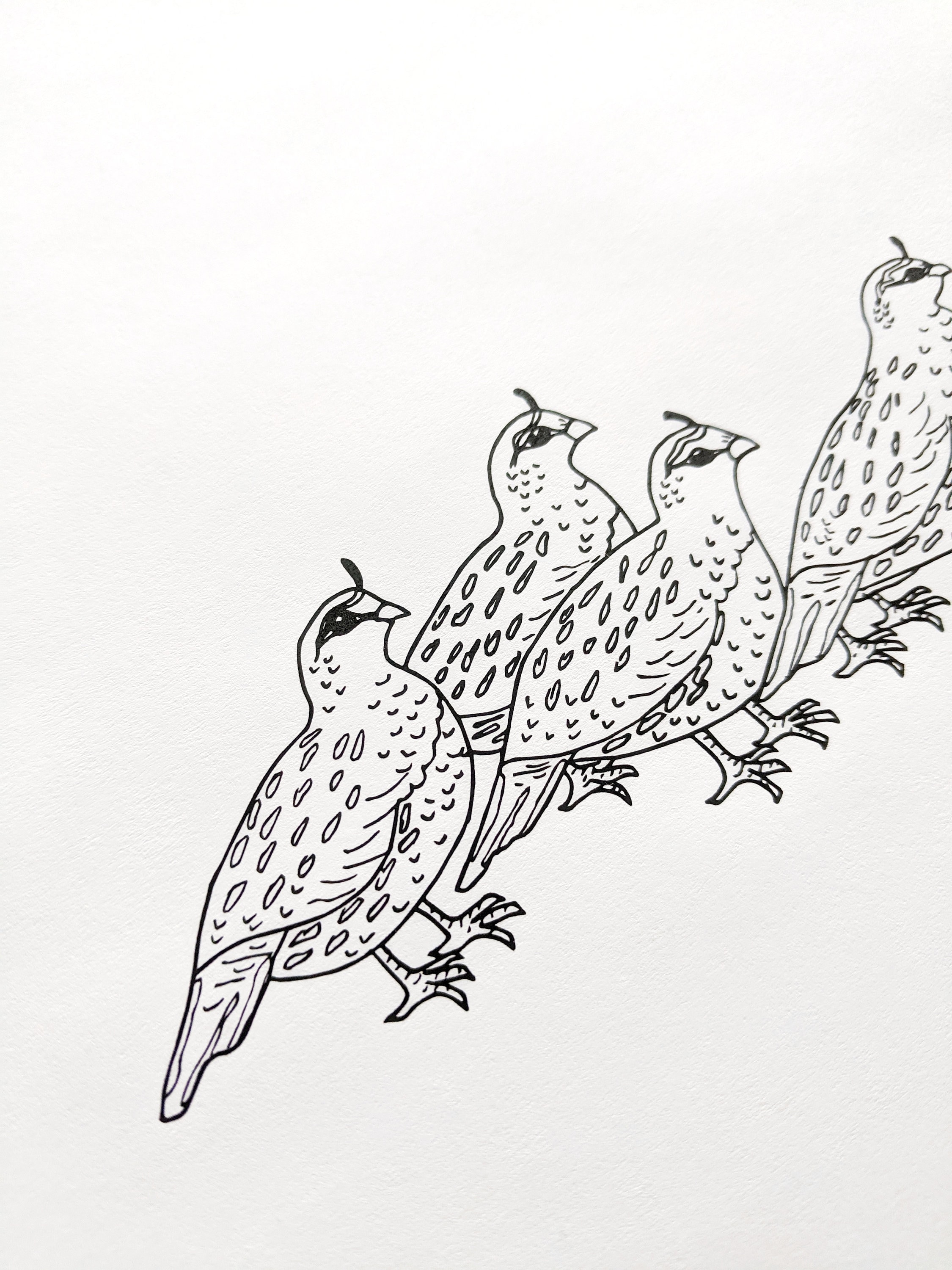 Quail With 4 Chicks Line Drawing, Reproduction From Original Ink ...