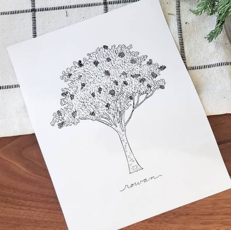 Rowan Tree Line Drawing, Reproduction From Original Ink Drawing - Etsy