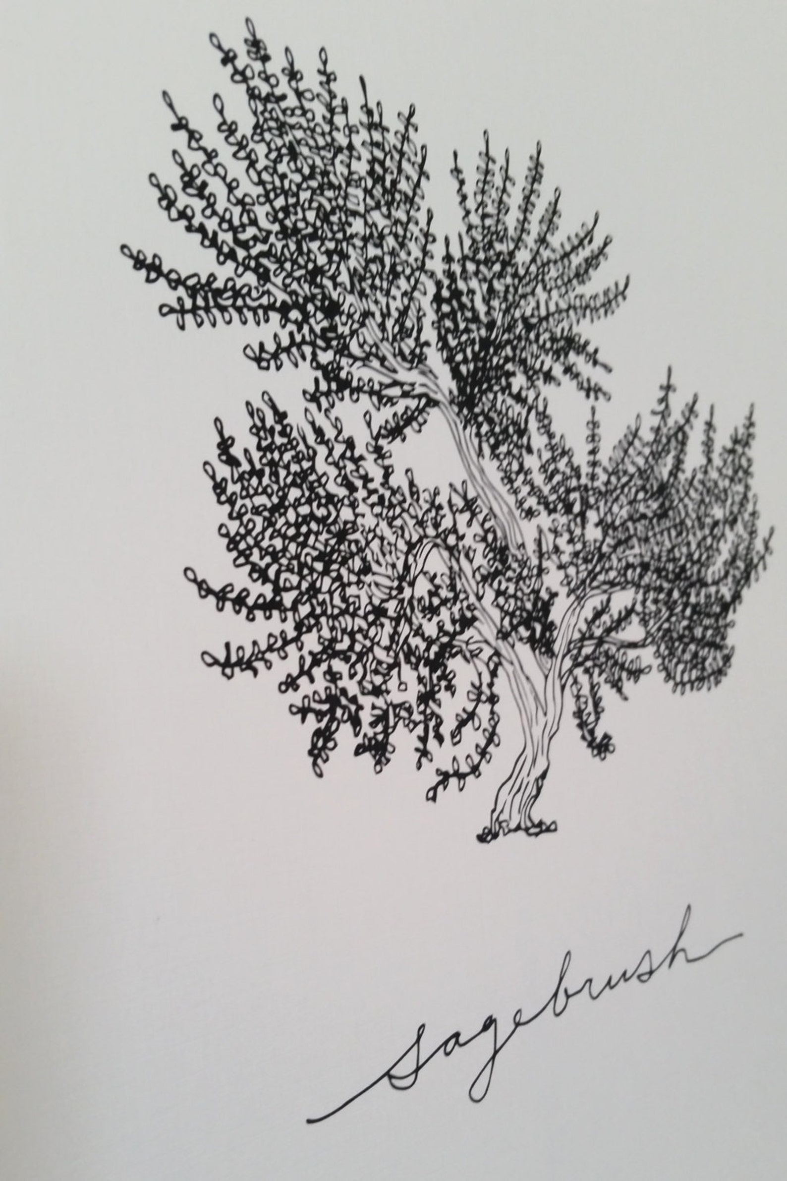 Sagebrush Line Drawing, Reproduction From Original Ink Drawing - Etsy