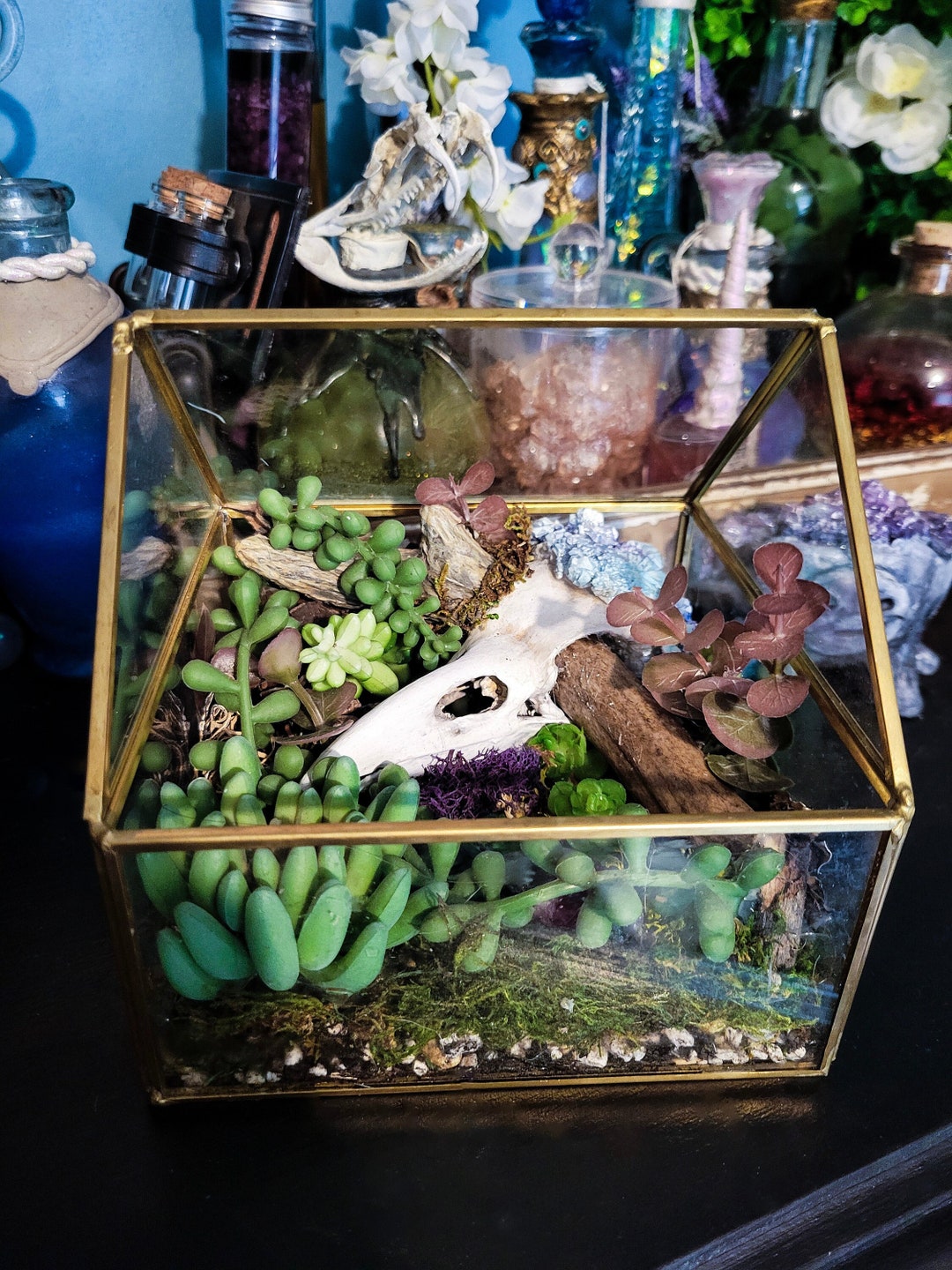 Raven Skull Terrarium Taxidermy | Replica Animal Bone Skull | Gothic ...