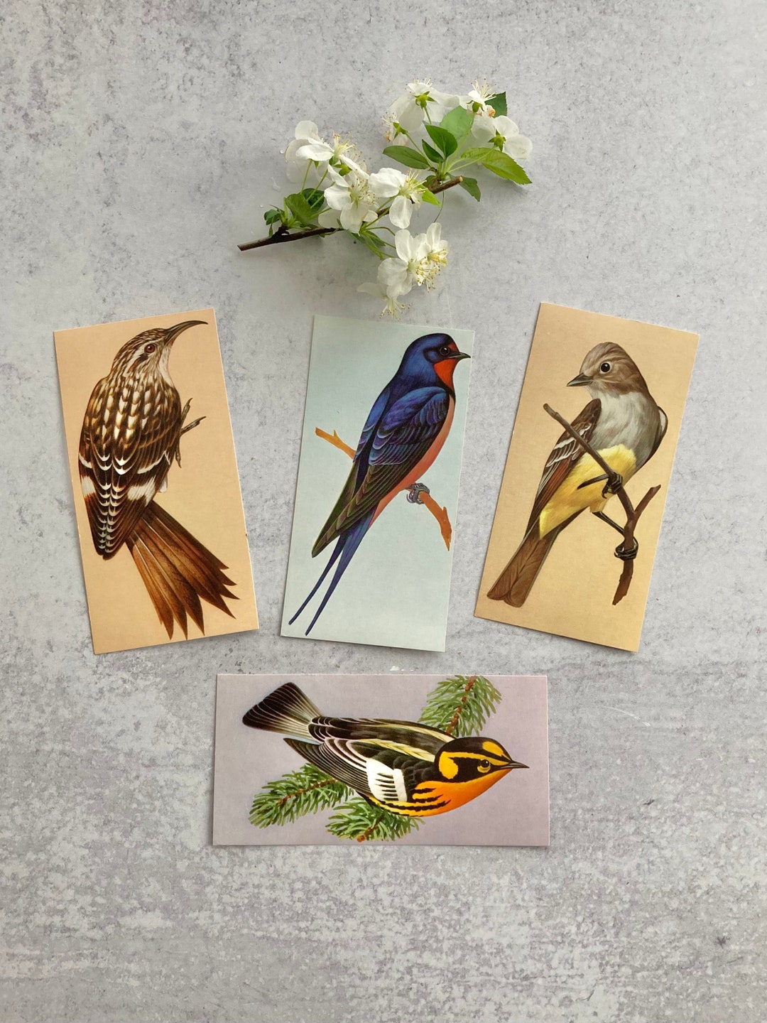 Vintage Bird Educational Flash Cards Collection of Four From 1962 ...