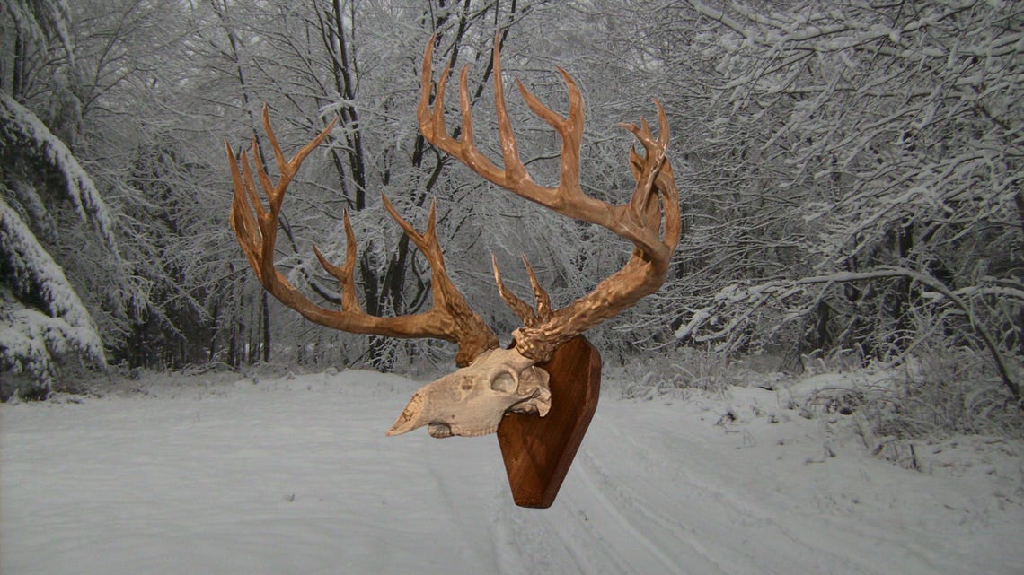 30 Point Buck Mount: North American Oddities Decor, Aged Bone Effect - Etsy