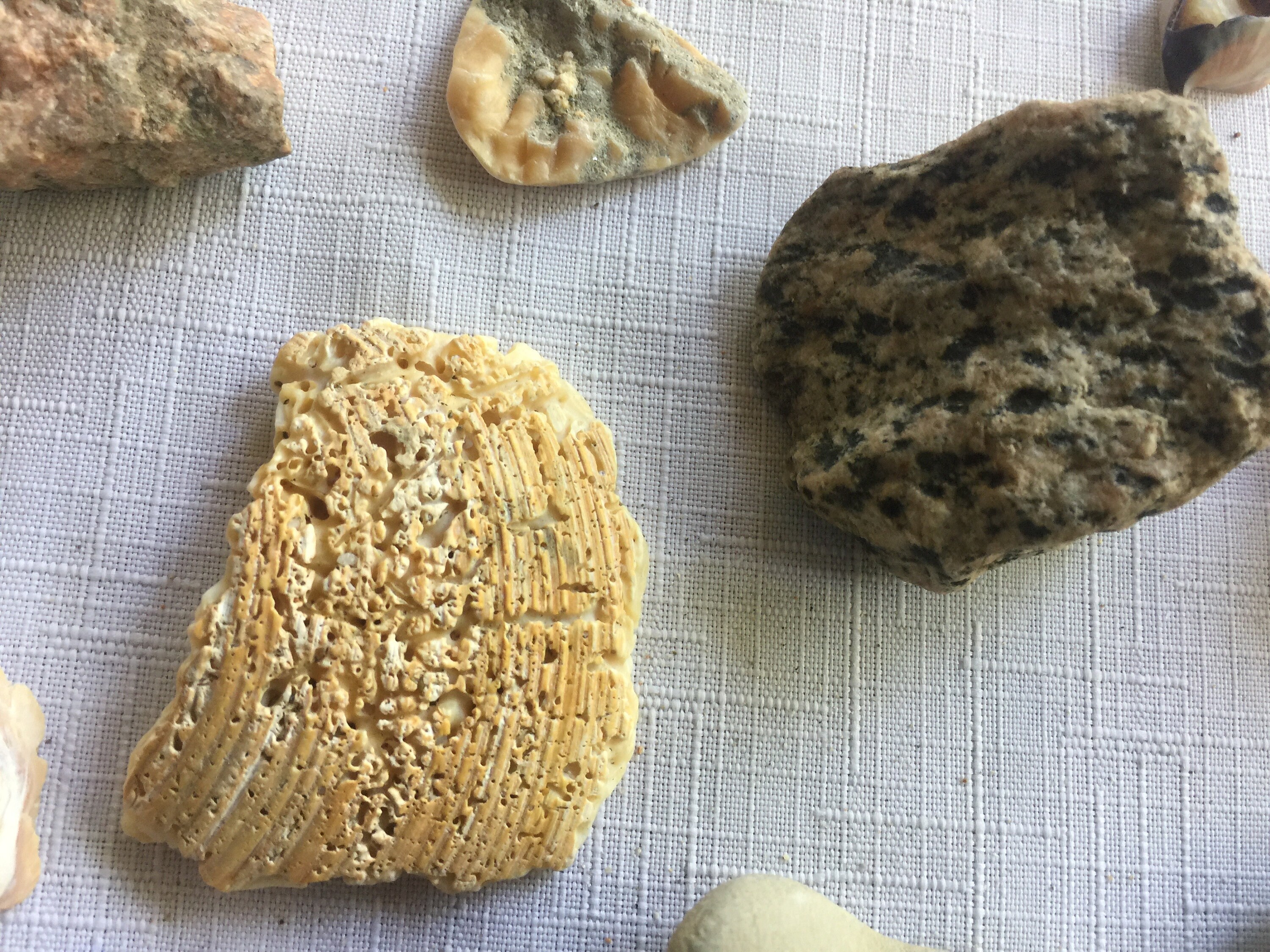 Shell Collection, Shell Lot, Beach Rocks, Pretty Rocks, Rock Collection ...