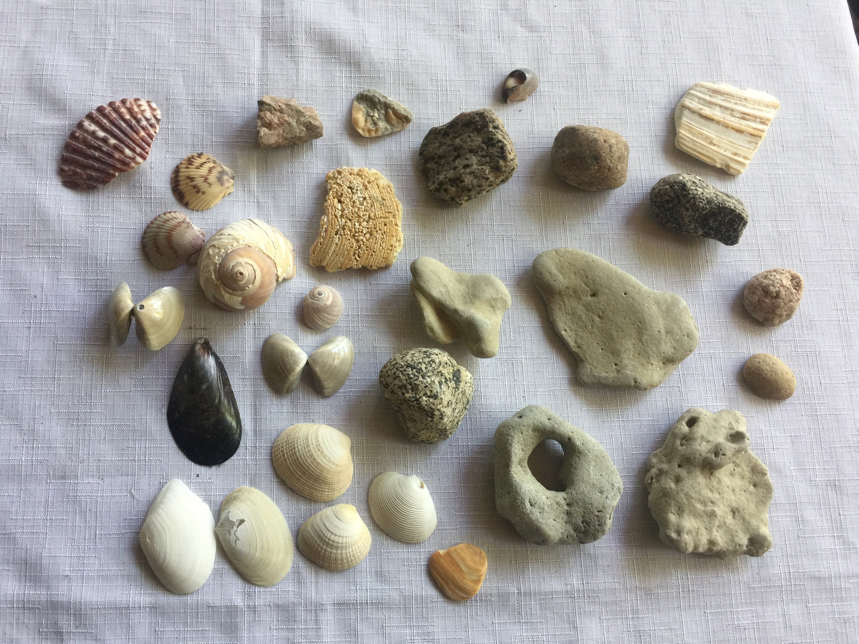 Shell Collection Shell Lot Beach Rocks Pretty Rocks Rock | Etsy