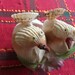 Shell Art, Shell Bird, Beach Sculpture, Shell Sculpture, Beach Decor ...