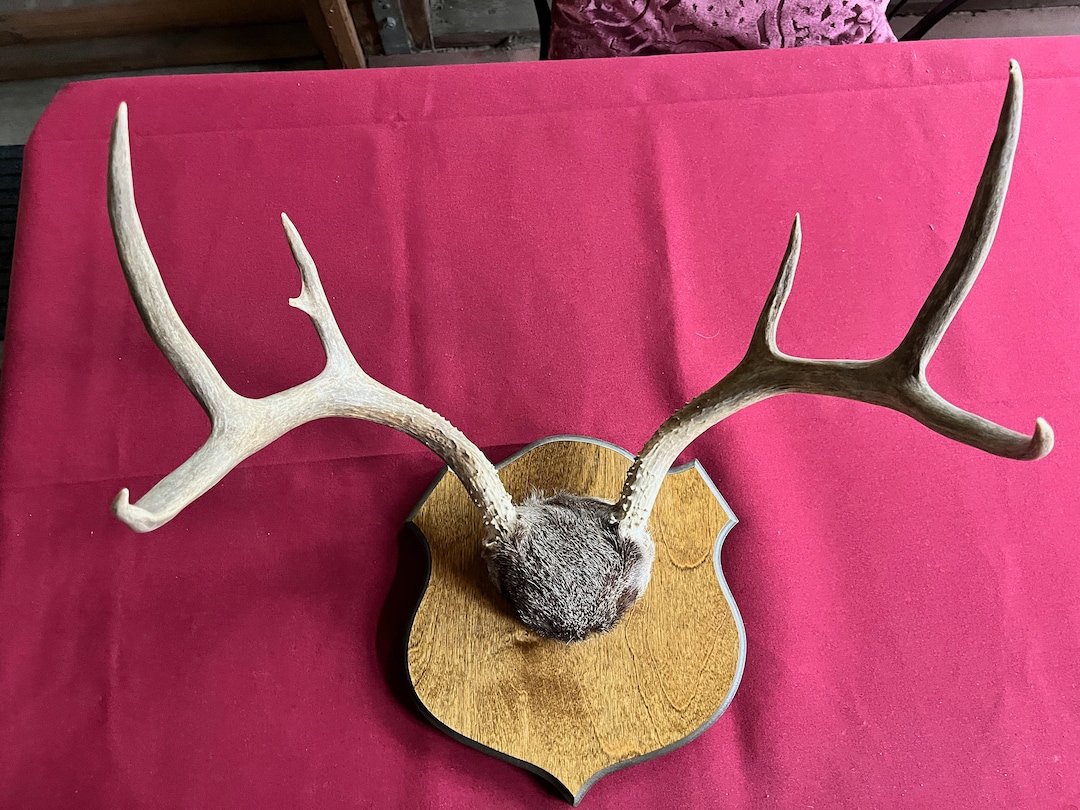 Deer Antler, Lodge Art, Den Decor, Antler, Wall Hanging, Animal Skull ...