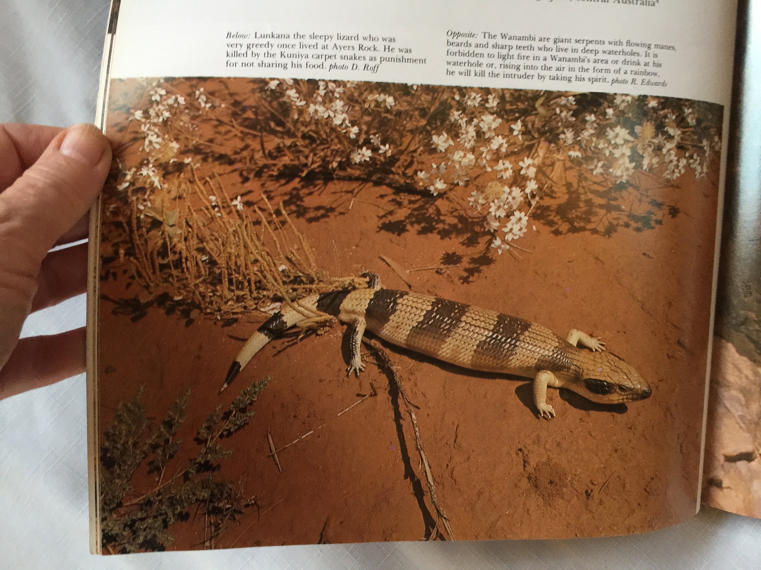 Australia History Aboriginal Book Australia Book Aboriginal - Etsy