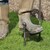 Metal Wigwam Bean Poles Garden Sweet Pea Plant Support Obelisk. 143cm ...