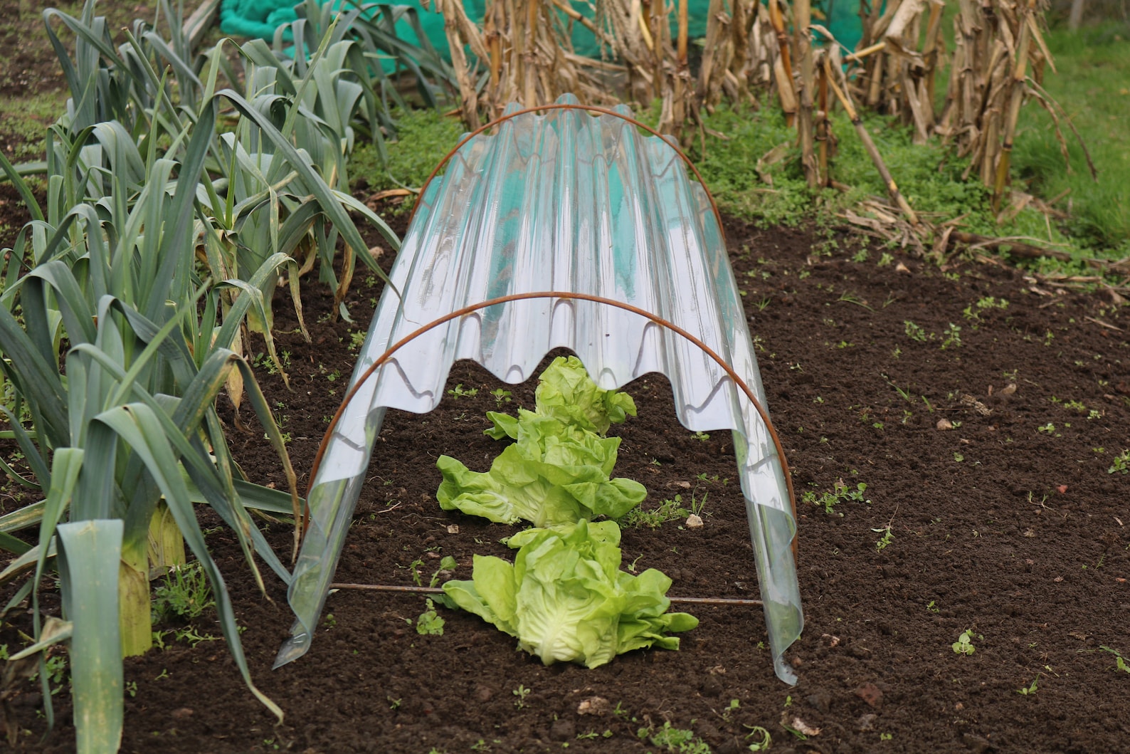 Pair of Garden Cloche Hoops Rusted Border Edging. Allotment. LARGE ...