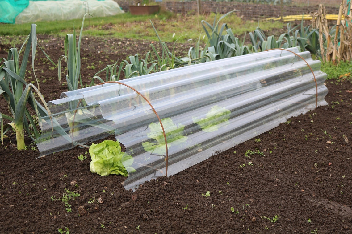 Pair of Garden Cloche Hoops Rusted Border Edging. Allotment. LARGE ...