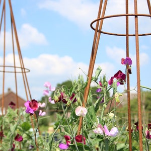 2.3m Tall Folding Metal Wigwam Bean Poles Garden Plant Support Obelisk ...