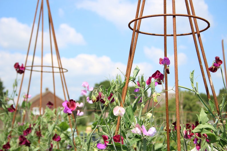 2.3m Tall Folding Metal Wigwam Bean Poles Garden Plant Support Obelisk ...