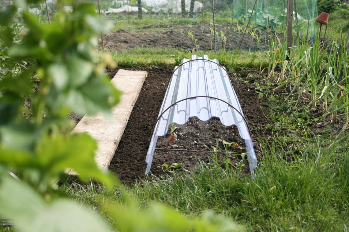 Pair of Garden Cloche Hoops Rusted Border Edging. Allotment. SMALL ...
