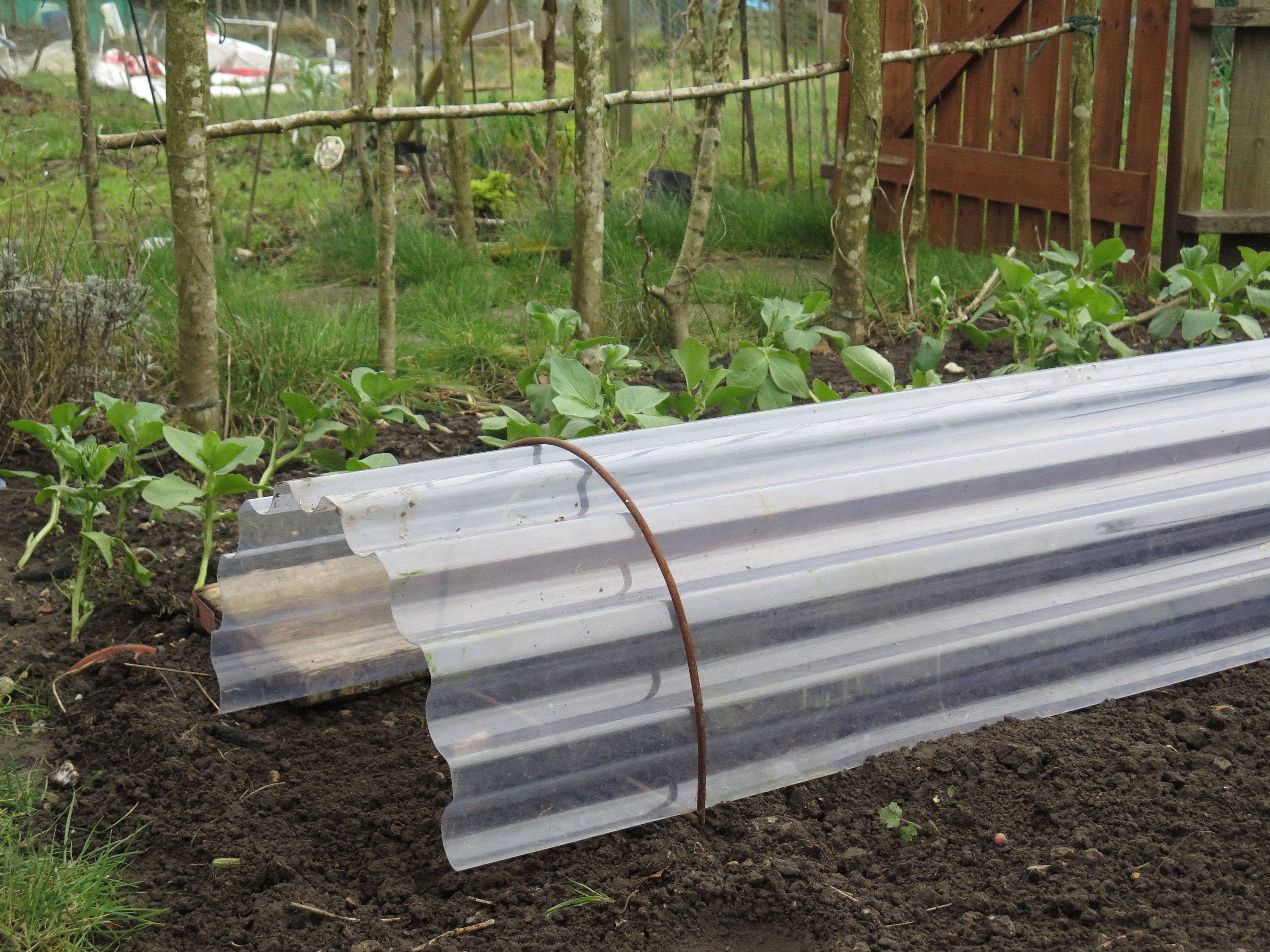Pair of Garden Cloche Hoops Rusted Border Edging. Allotment. SMALL ...
