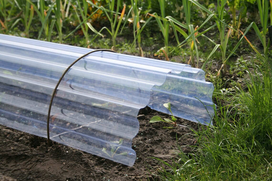Pair of Garden Cloche Hoops Rusted Border Edging. Allotment. SMALL ...