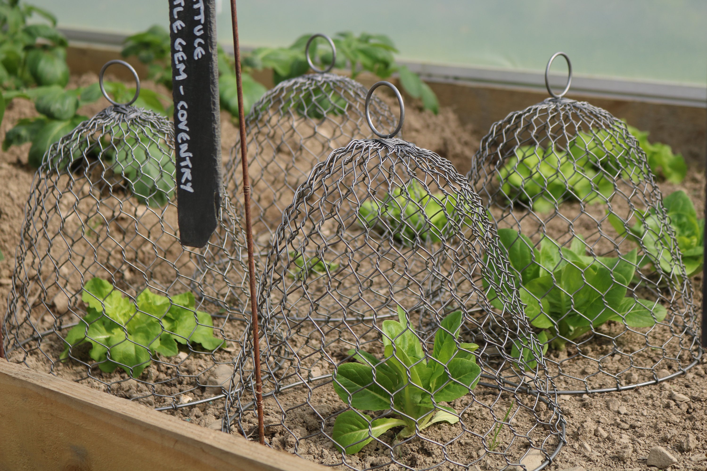 Chicken Wire Plant Covers Sea Shipping 10pcs 60.96cmx 30.48cm Large