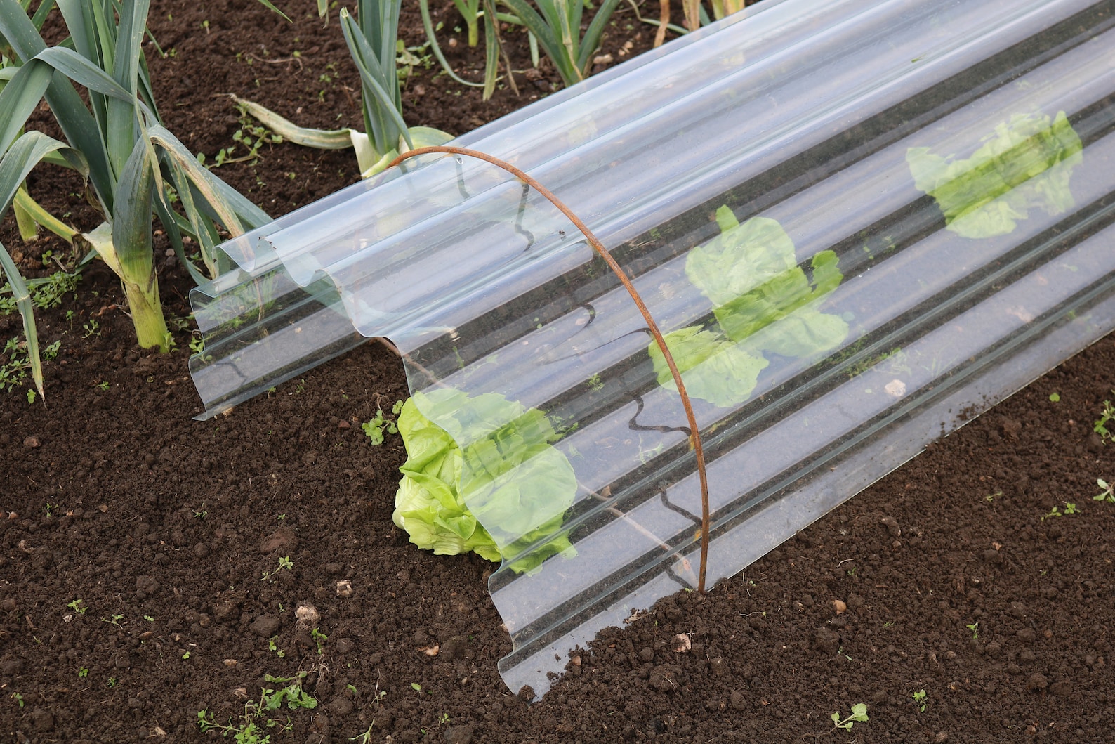 Pair of Garden Cloche Hoops Rusted Border Edging. Allotment. LARGE ...