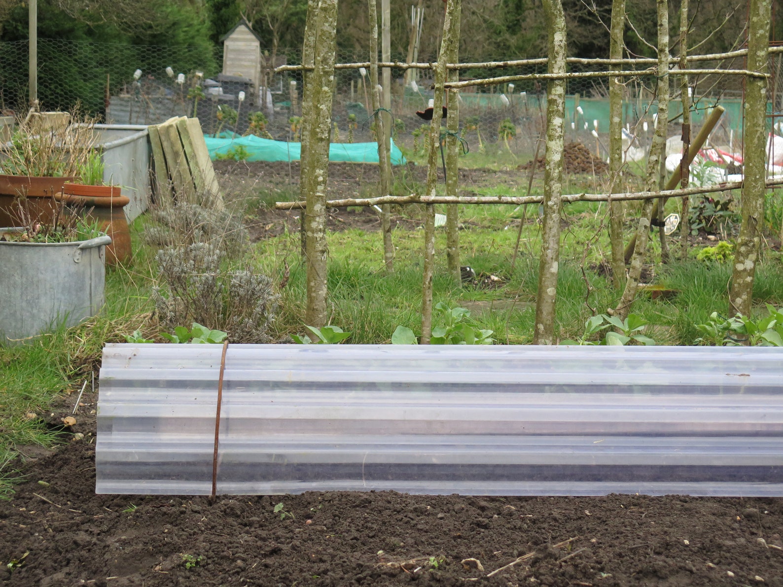 Pair of Garden Cloche Hoops Rusted Border Edging. Allotment. SMALL ...