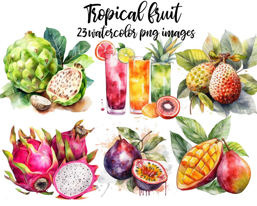 Watercolor Tropical Fruit Clipart: Lychee, Mango, & More (digital ...