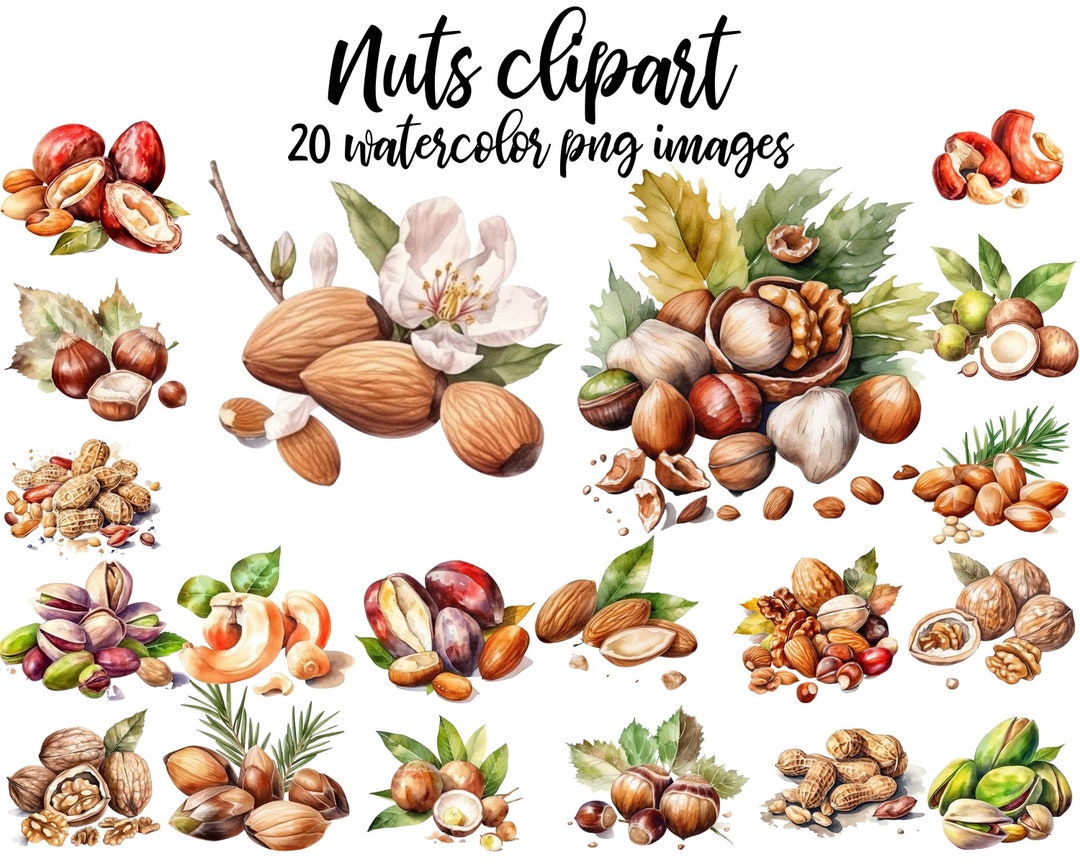 Watercolor Nuts Clipart: Walnut, Hazelnut, Almond (digital Download) - Etsy