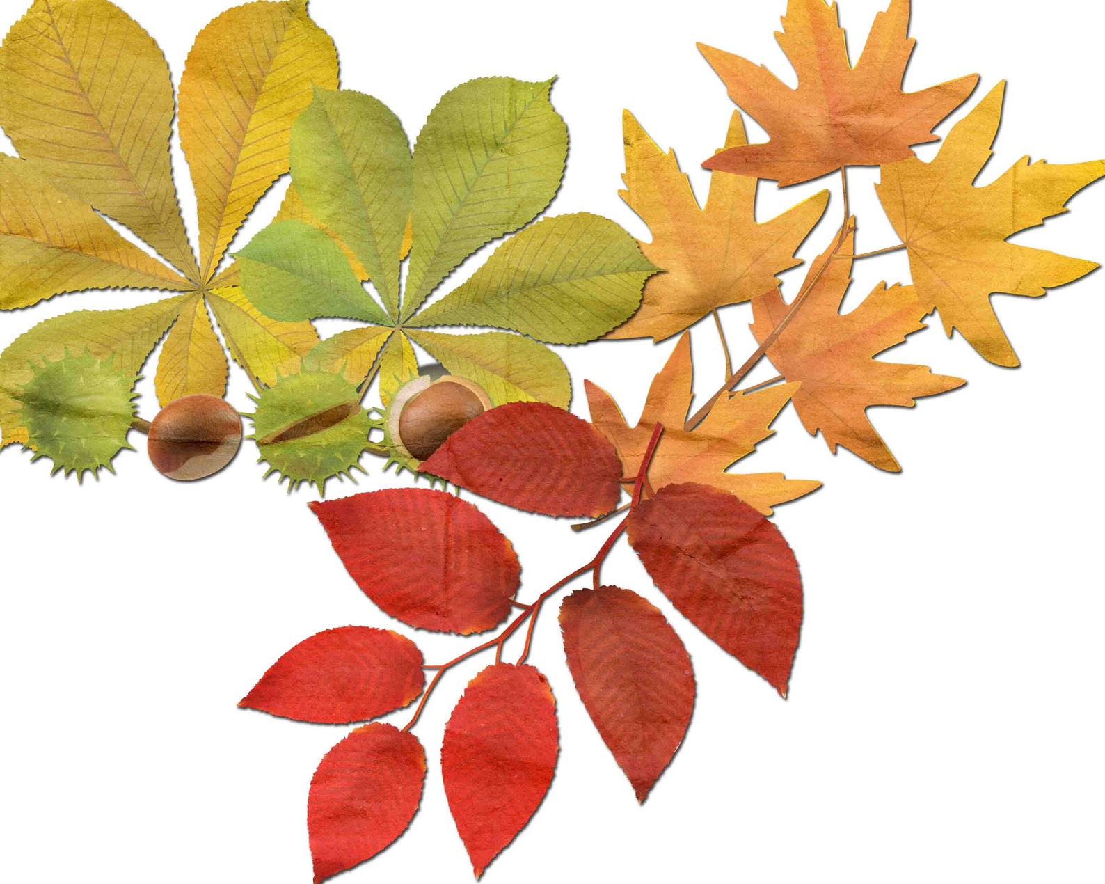 Leaves Clipart Leaf Clip Art Vintage Graphics Herbal - Etsy