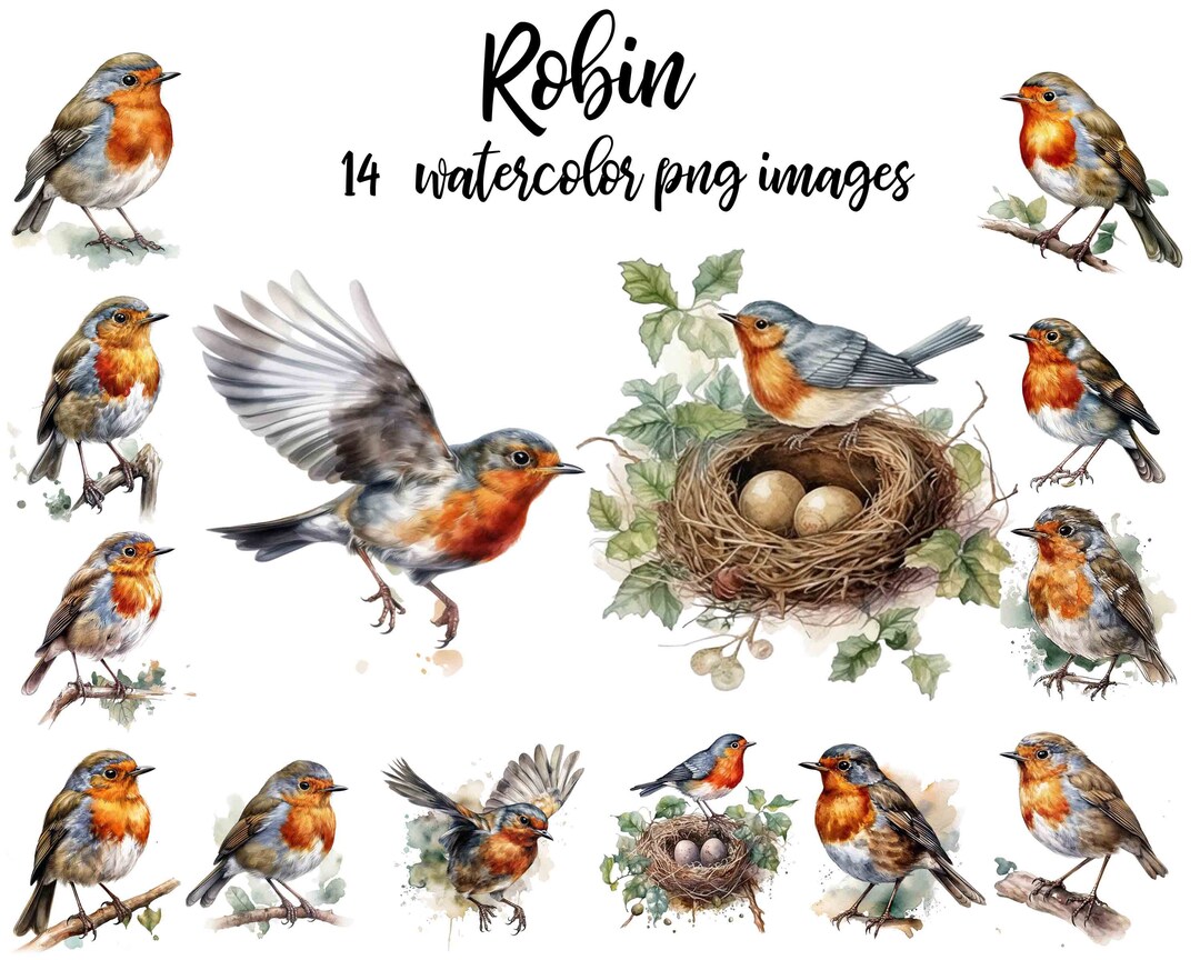 Robin Clipart, Watercolor Robin, Bird Scrapbook, American Robin, Robin ...