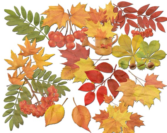 Leaves Clipart Leaf Clip Art Vintage Graphics Herbal - Etsy