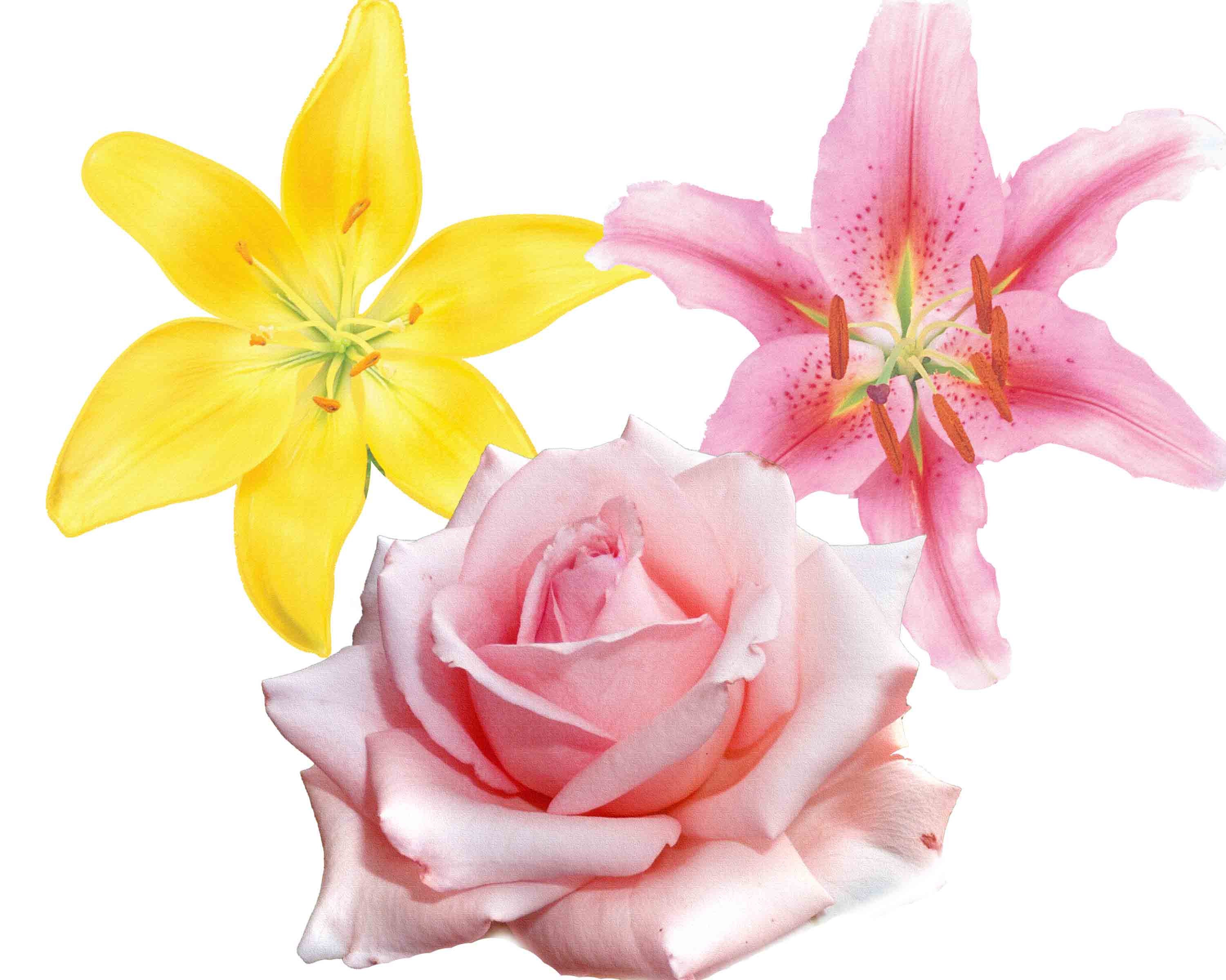 Flower Clipart Roses Clip Art Vintage Graphics Floral - Etsy