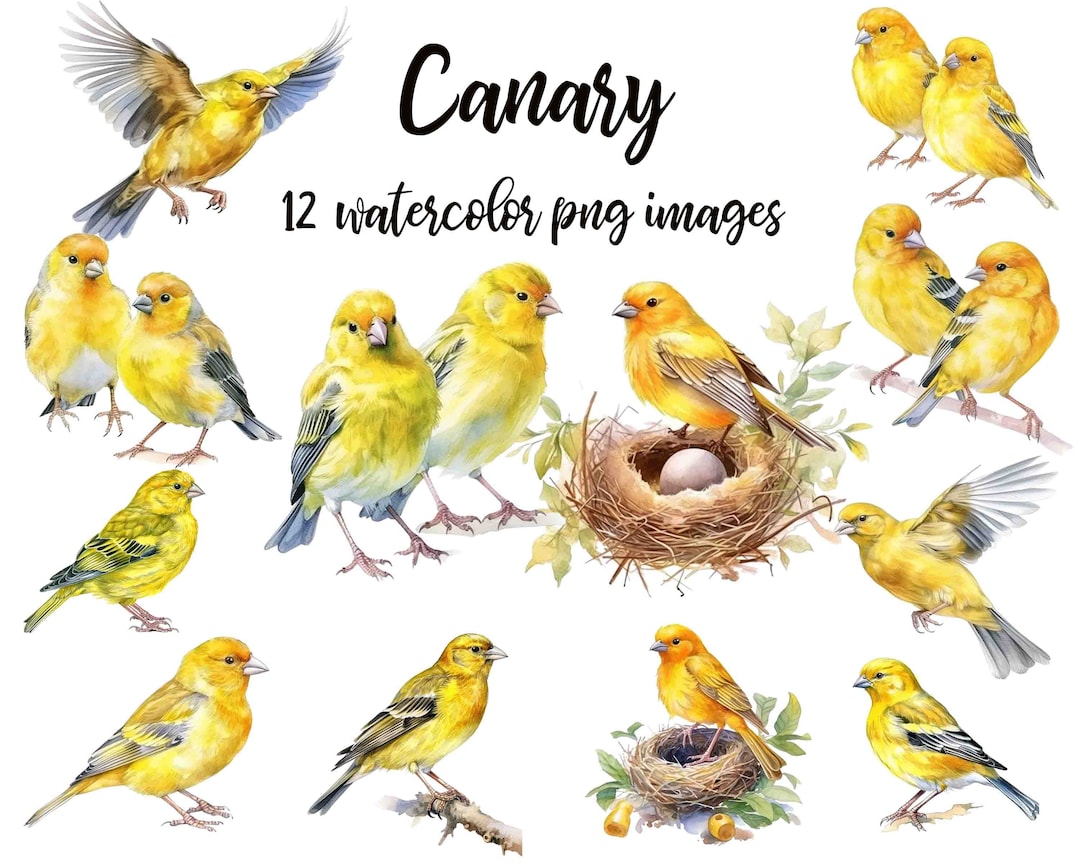 Canary Clipart, Canary Bird, Bird Scrapbook, Canary PNG, Canary ...