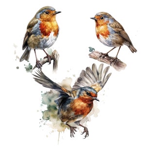 Robin Clipart, Watercolor Robin, Bird Scrapbook, American Robin, Robin ...