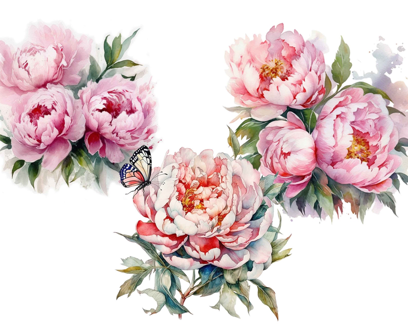 Peony Watercolor Clipart Set: Floral PNG Images (digital Download) - Etsy