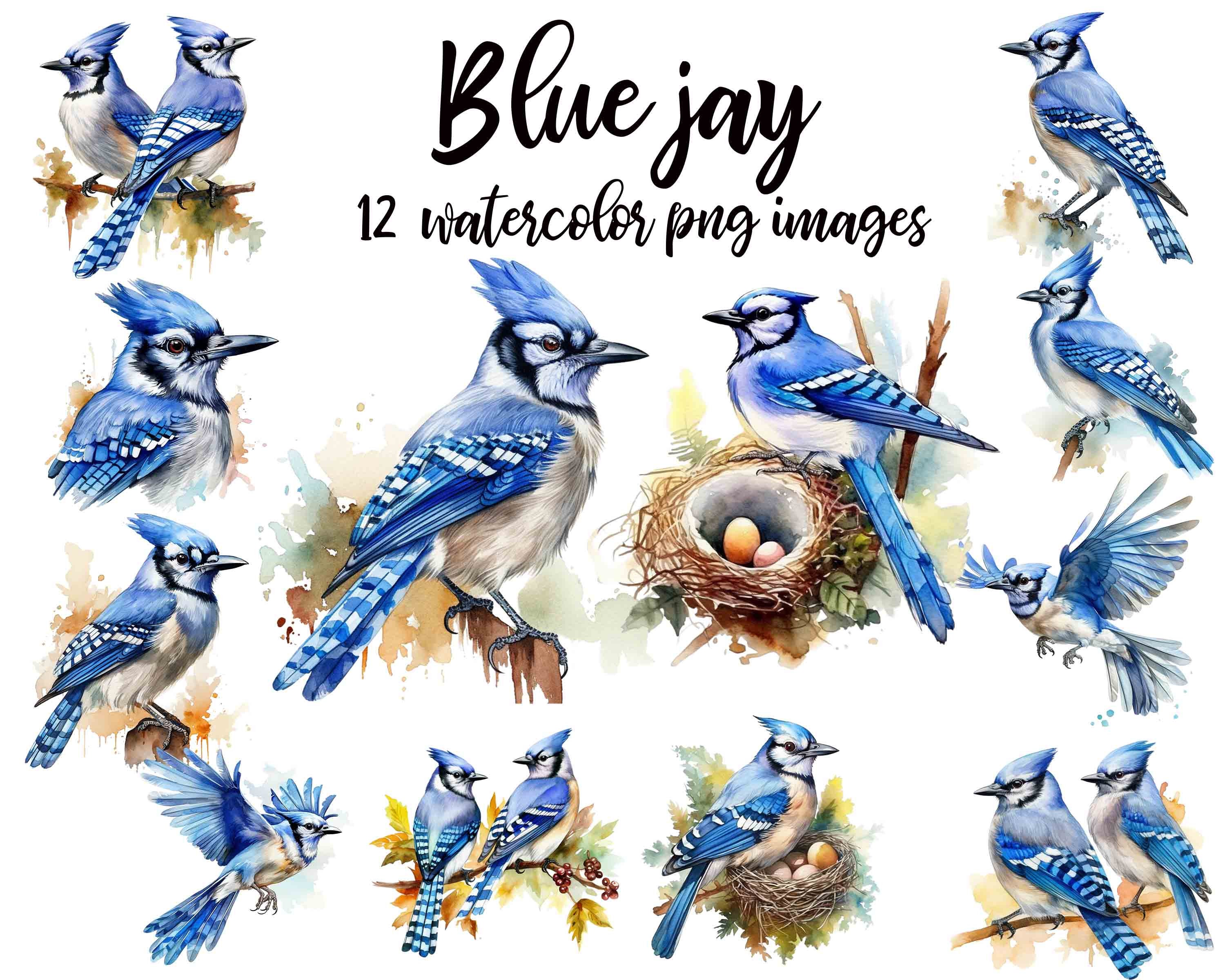 Blue Jay Flying Clipart